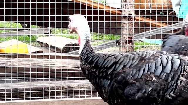 Индейка на даче