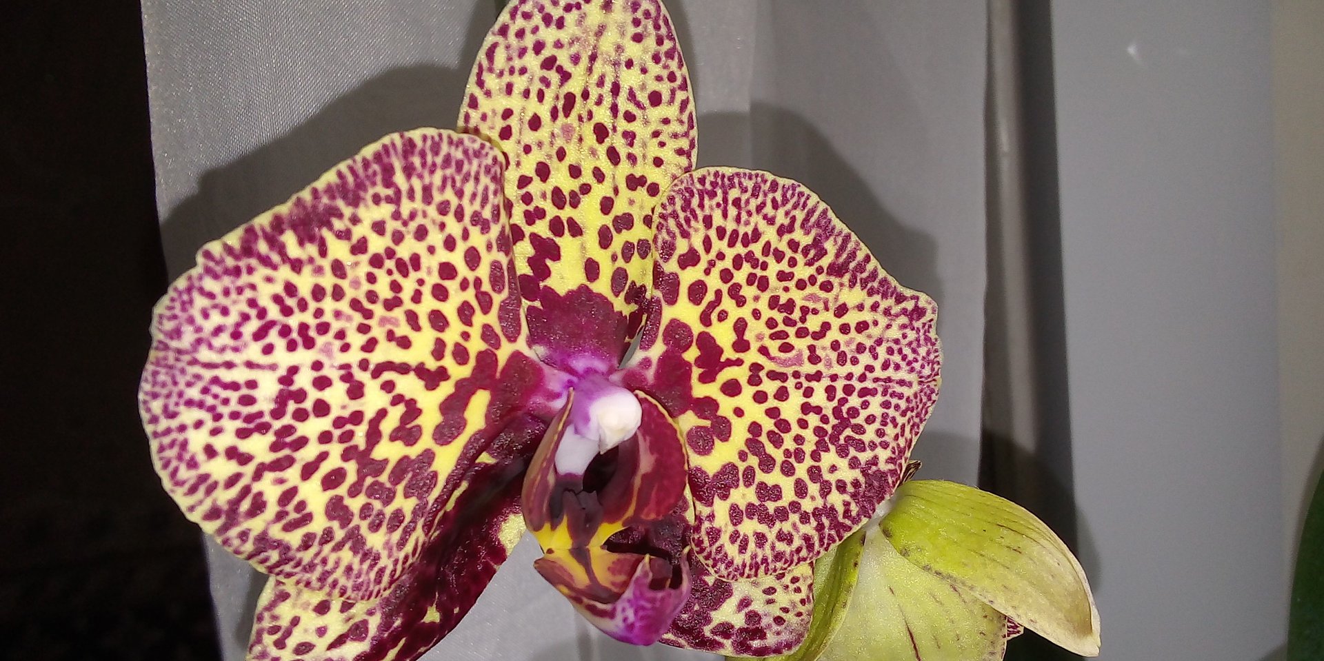 ПЕРЕСАДКА ОРХИДЕИ "ЛЕОПАРД" МЕТОДОМ ПЕРЕВАЛКИ В ДВОЙНОЙ ГОРШОК ЧАСТЬ 1!!!СМЕШАННЫЙ ГРУНТ(МОХ+КОРА)