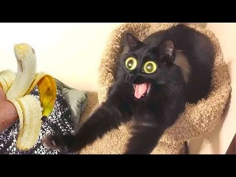 Я РЖАЛ ЦЕЛЫЙ ЧАС  СМЕШНЫЕ КОТЫ И СОБАКИ ДЛЯ ХОРОШЕГО НАСТРОЕНИЯ