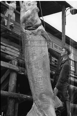 Самый большой осетр #shorts