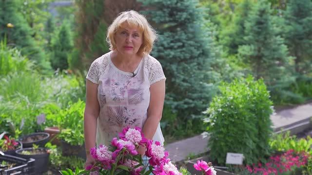 Как продлить период цветения пионов