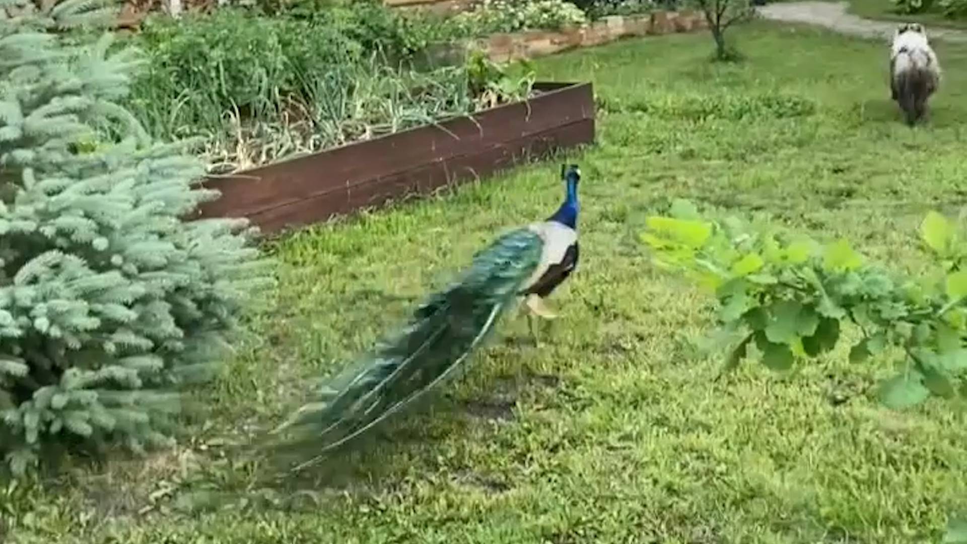 Копейчанка завела на своем участке павлинов