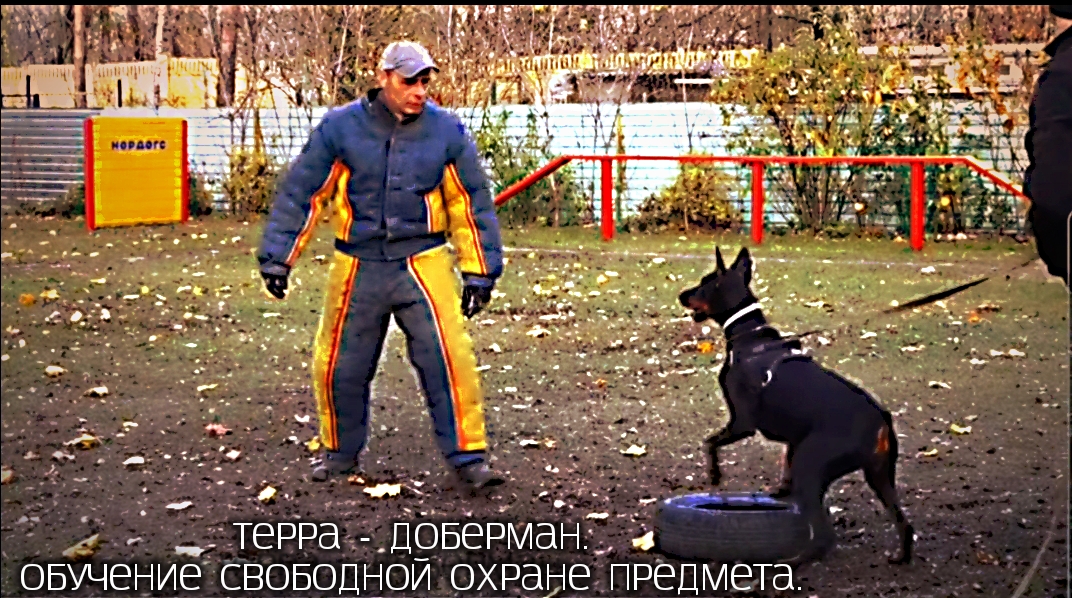 Терра - доберман.
Обучение свободной охране вещи.