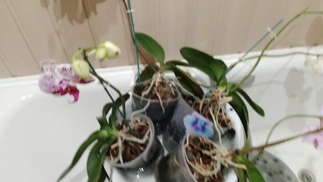 Орхидеи. Полив орхидей: способ простой и эффективный