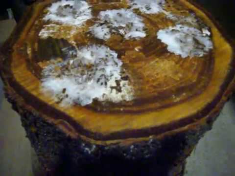 Разрастание мицелия ВЕШЕНОК на пнях, как быстро? часть2