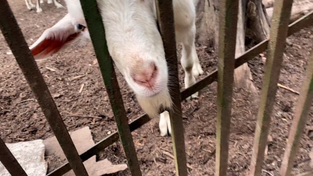 Мост д.Коли и дикая ферма