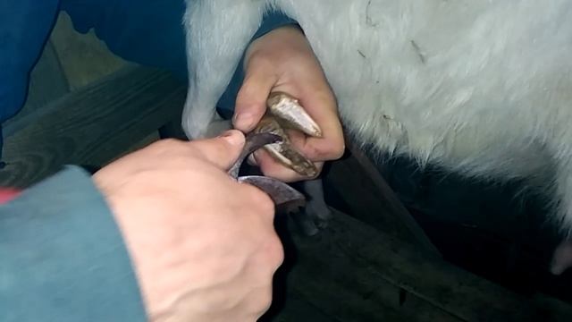 У коз педикюр с обнимашками ... Послесловие