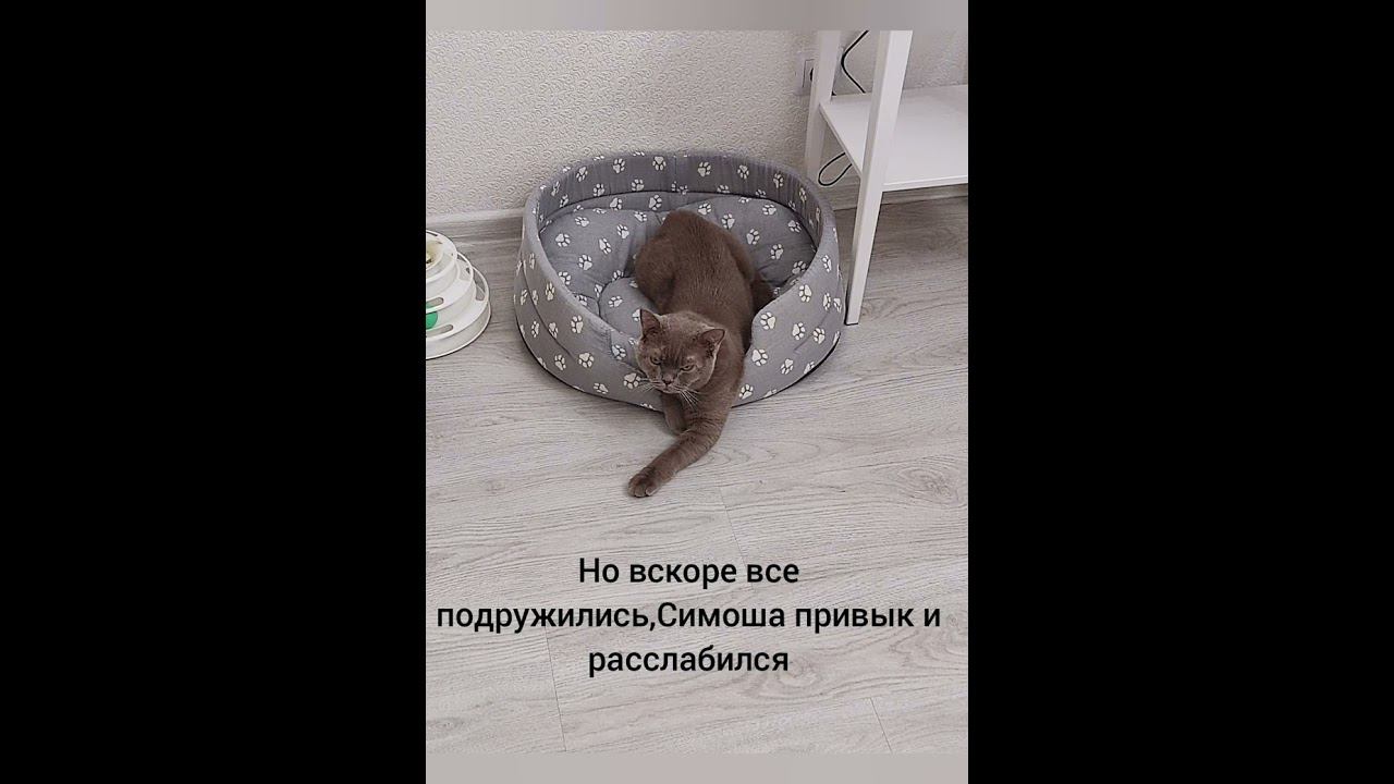 Наш Симон,младший котодеть