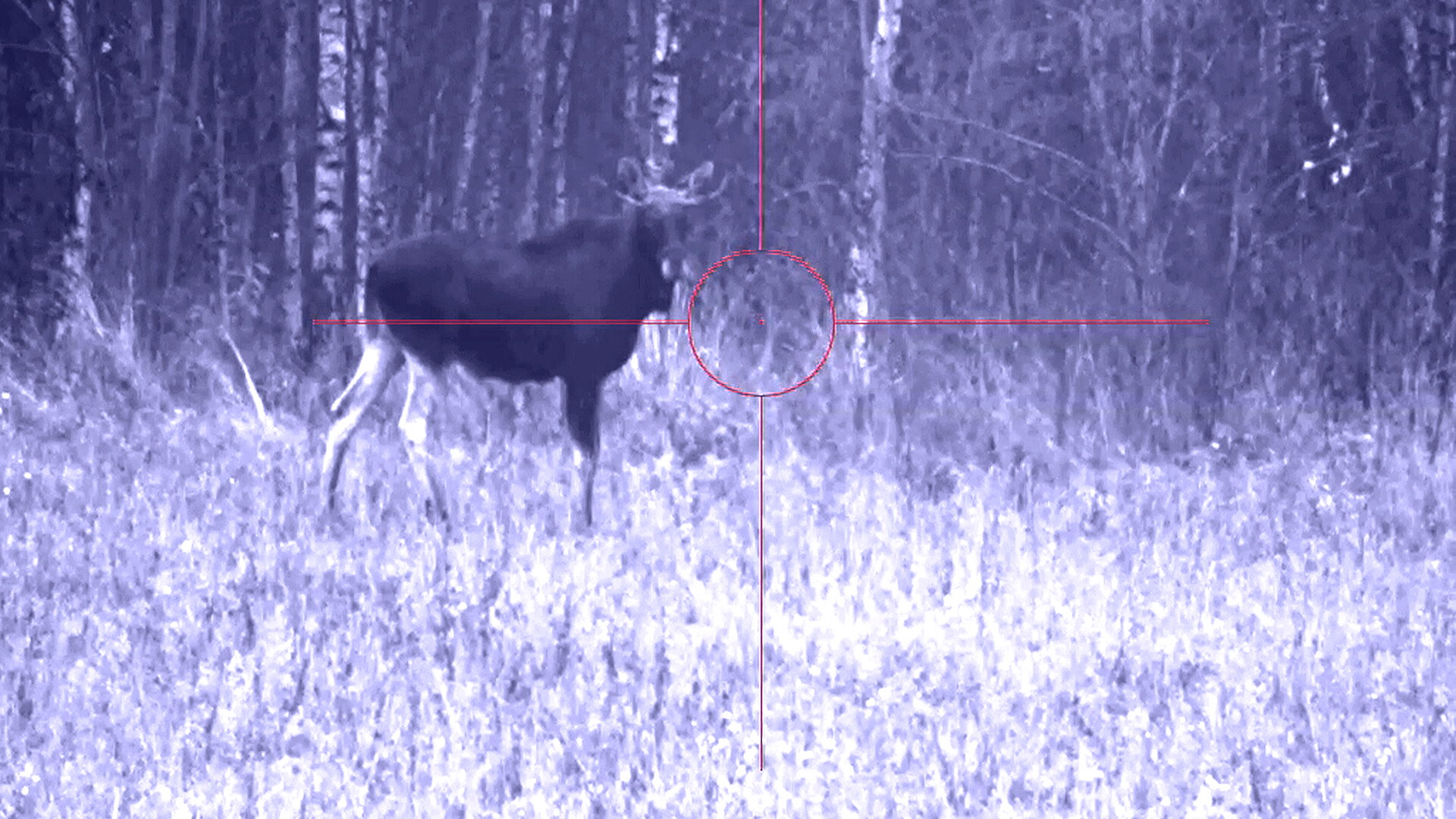 ОХОТА НА ЛОСЯ. ОХОТА С ВЫШКИ. НОЧНИК. ТЕПЛОВИЗОР. ОЛЕНИЙ ХУТОР. ЛОСЬ.