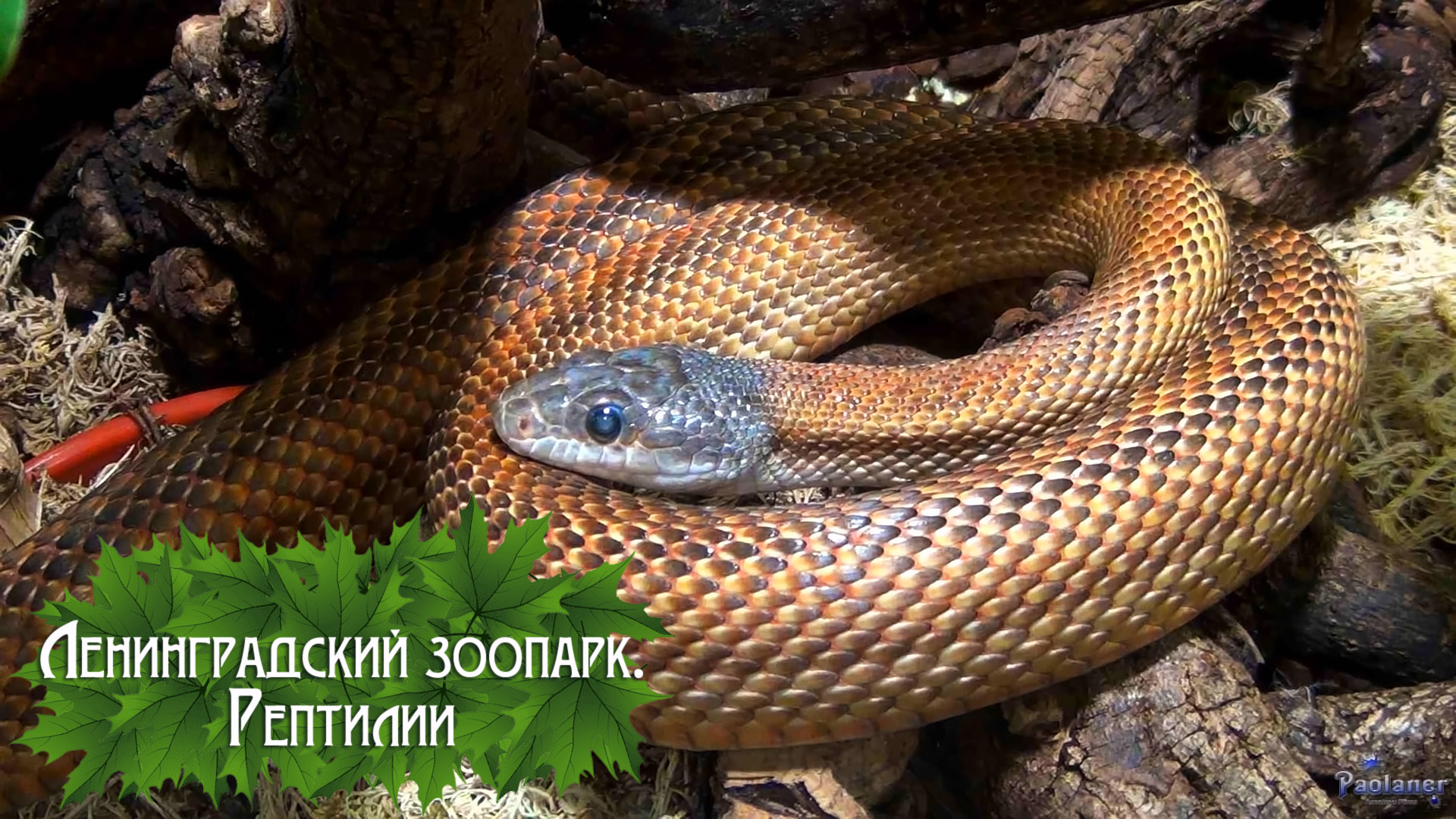 Ленинградский зоопарк. Рептилии (2023)