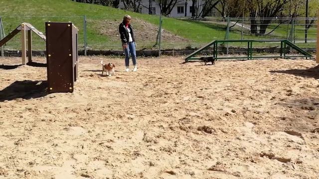 Прогулка с Чаком Норисом