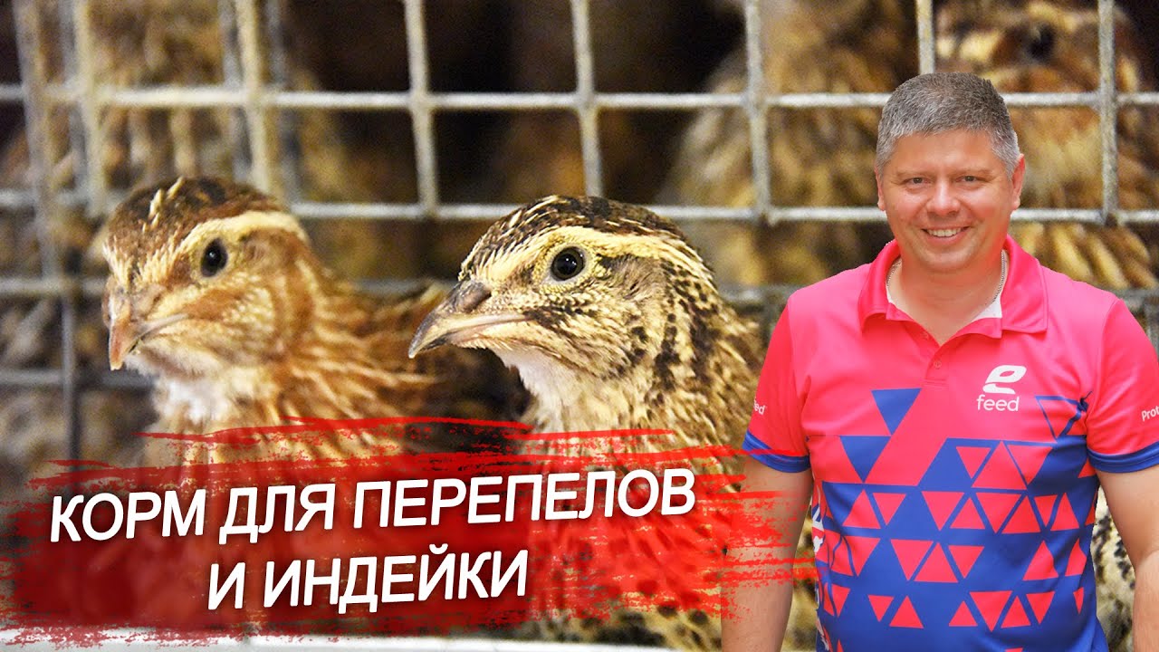 Корм для перепелки и индюков. Повышаем эффективность и производительность  птицы. Советы зоотехника.