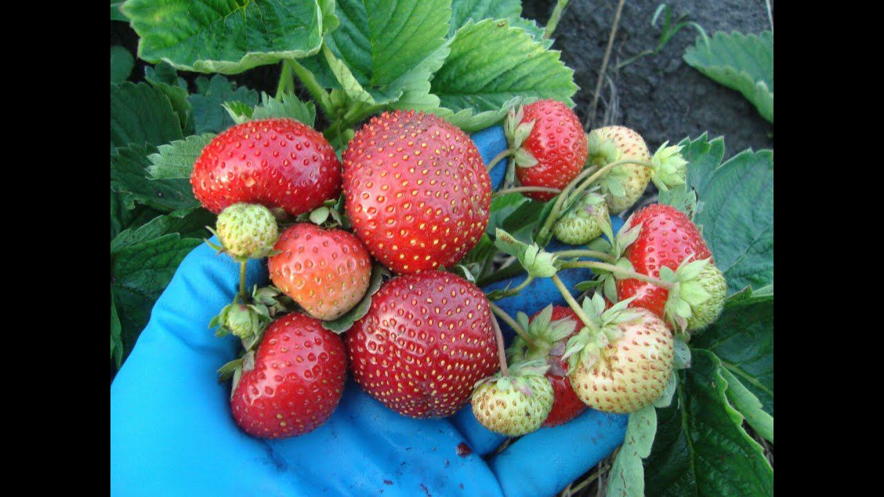 КЛУБНИКА СЕНСАЦИЯ С ОРИГИНАЛЬНОЙ  ЯГОДОЙ  -  МАЛЕНЬКИЙ ПРЯНИК . ПРАВДИВЫЙ ОТЗЫВ О КЛУБНИКЕ СЕНСАЦИЯ