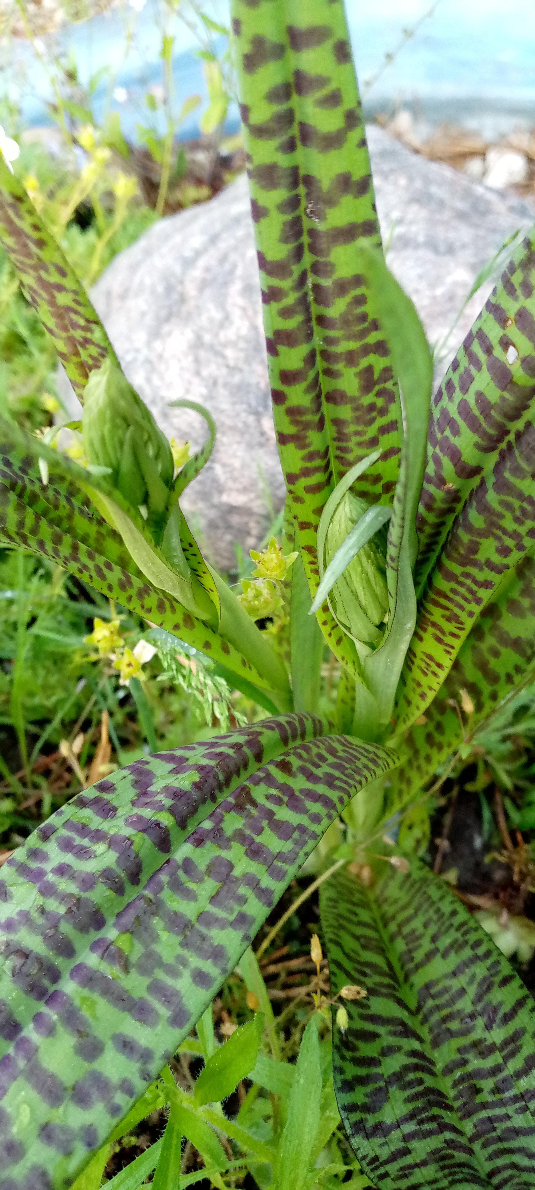 Н. »детали за скобками » » » »»»»» Весенние цветы » » » »»»»» Орхидеи пятнистые возле пруда