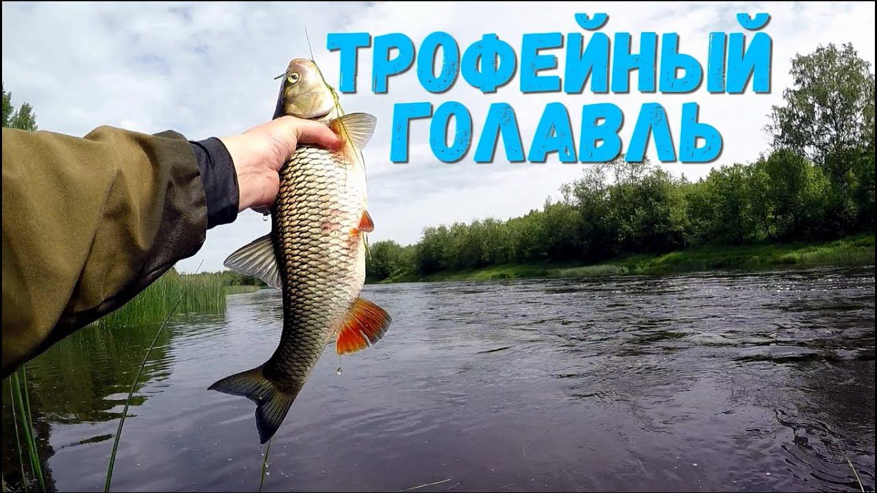 TsuYoki Rival sr 43sp сделал рыбалку | Трофейный ГОЛАВЛЬ | Ловля голавля на спиннинг.