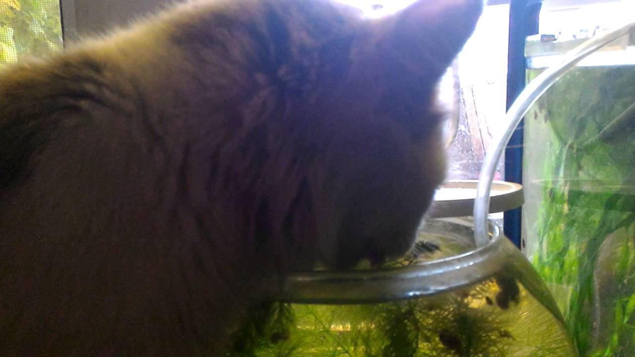 Кот Гоша на водопое.