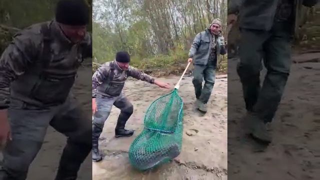 Ловля тайменя на воблер от Mr.Musurok Lures&Rods ??