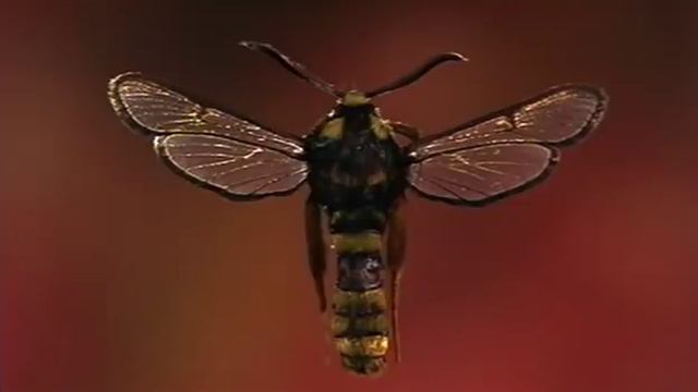 Как не стать добычей. Школа выживания в мире насекомых. (360p)