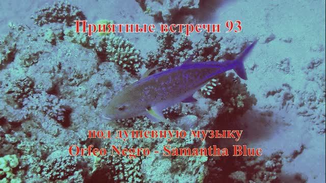 Приятные встречи 93 Тунец cинеперый под душевную музыку Orfeo Negro - Samantha Blue