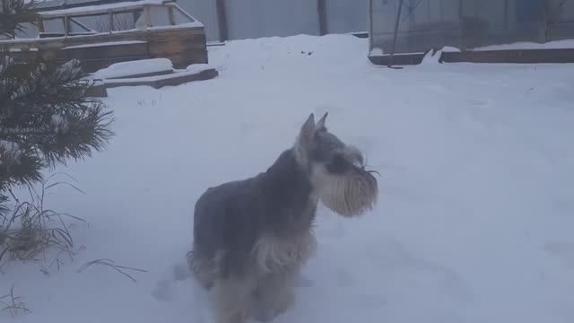 Цвергшнауцер малыш и снежные прыжки