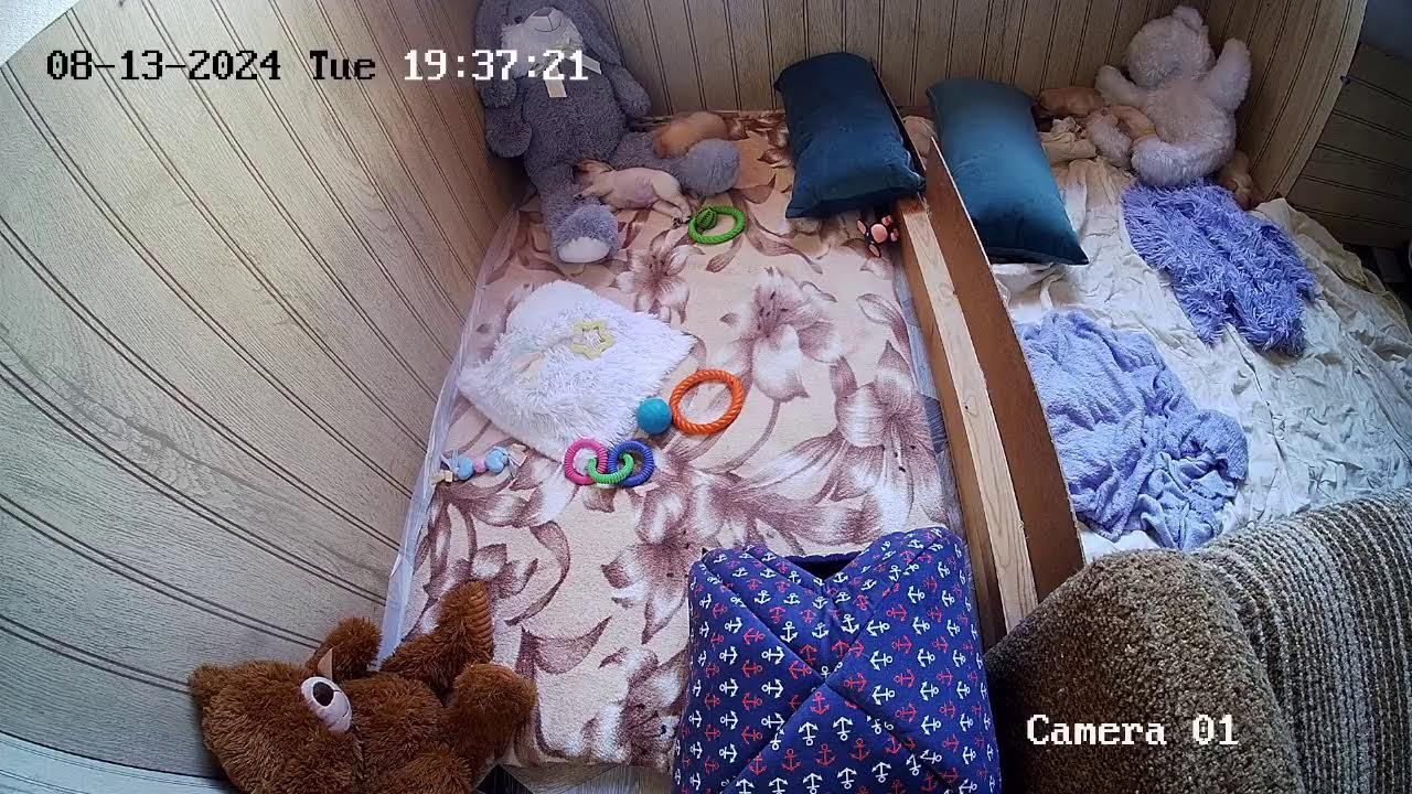 Щенки Лабрадора / ПРОДАЮТСЯ / НОВОСИБИРСК/ SHATSKIKH`S DOGS / 8-962-831-94-91/ Labrador puppies sale