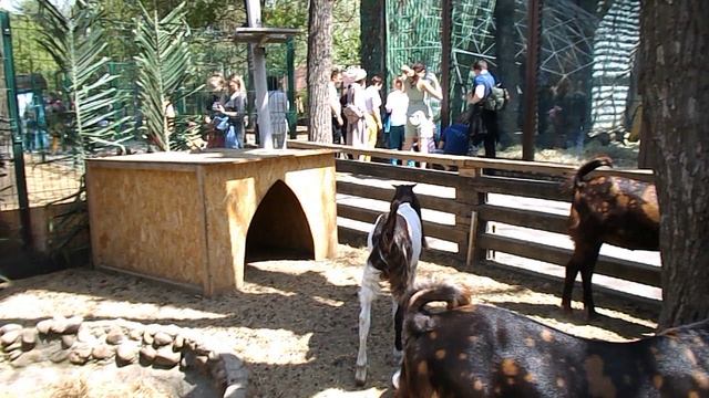 DSCN3907.AVI Краснодар паркСафари парк Галицкого 2021