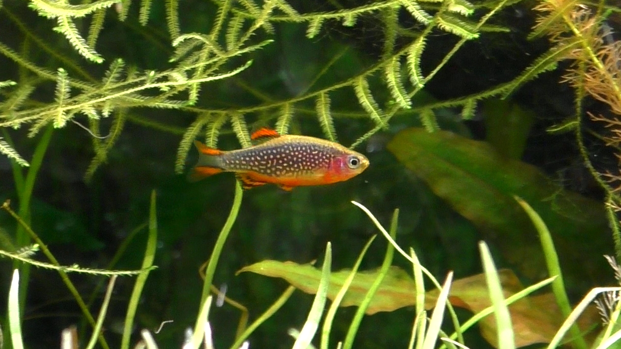 Микрорасбора галактика (Danio margaritatus) - история открытия и условия содержания.