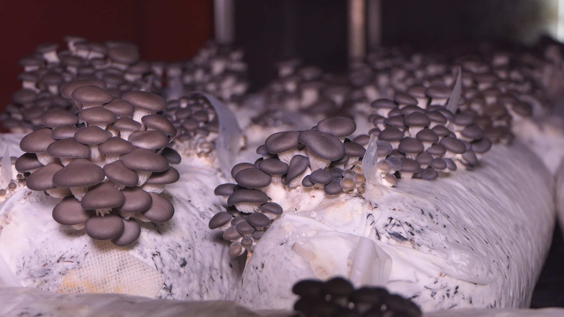 НПО "БиоГрин" - модернизация грибного производства