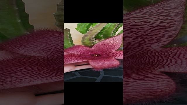 Почему не цветёт стапелия?