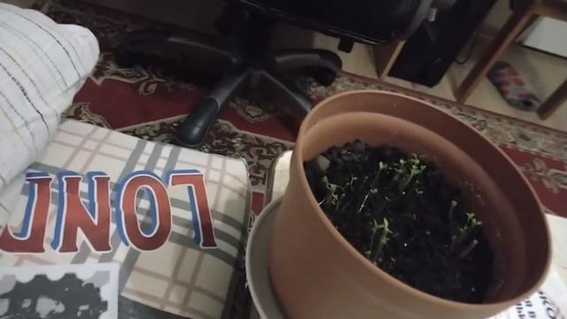 День 8_ Ощущение когда хватит, эксперимент с водой продолжение.