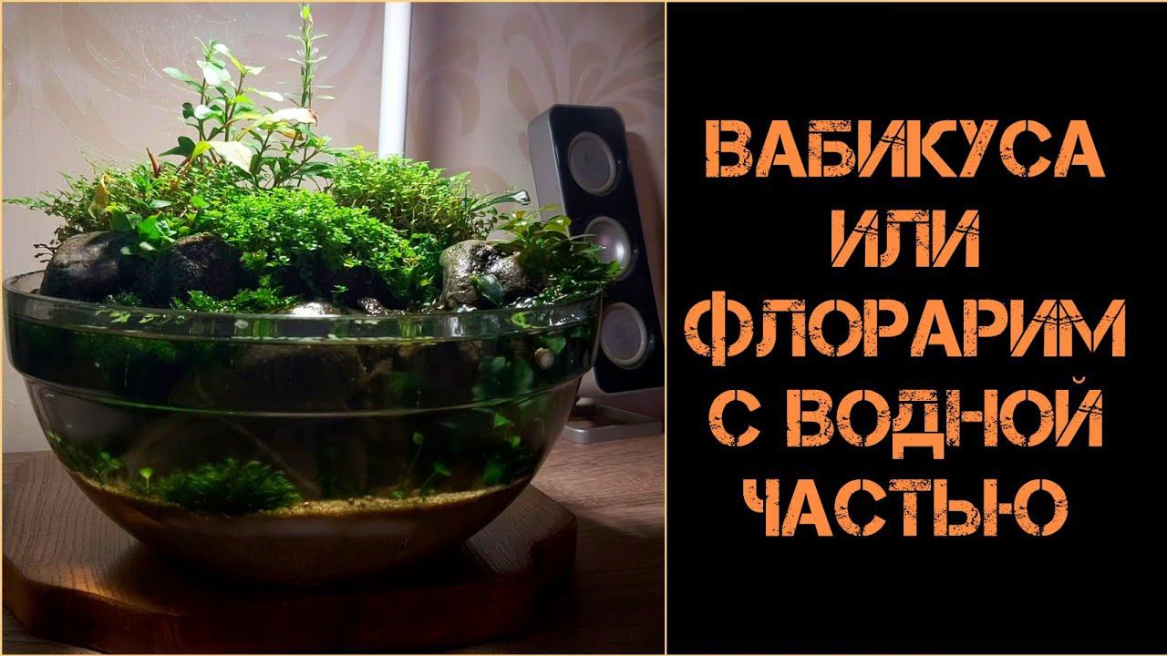 Вабикуса или флорариум с водной частью
