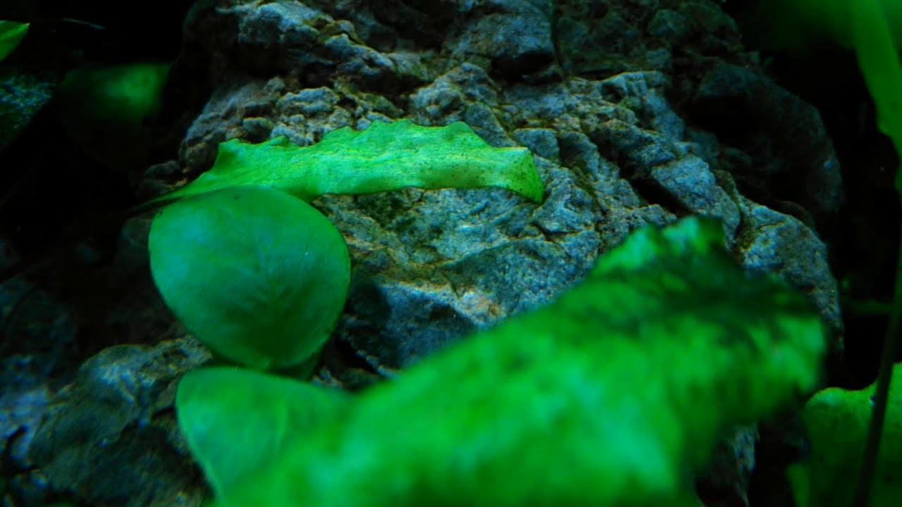 Футаж для видео монтажа  Аква 07