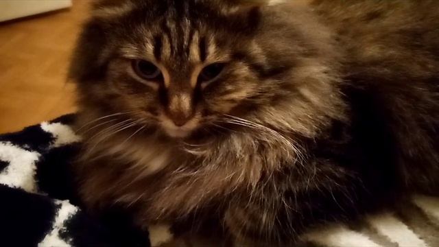 Котэ мастер медитации ???