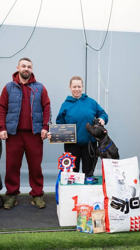 Питбуль Буцефал. Чемпионат по вейтпуллингу BULL GAMES Weight pull UFBA KUPA 20.01.2024