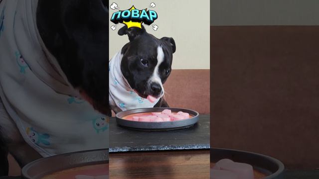 Вареные сосиски! Оценка от стаффи 🍽️ #стаффи #повар #рецепт #сосиска #собака #кухня #животные