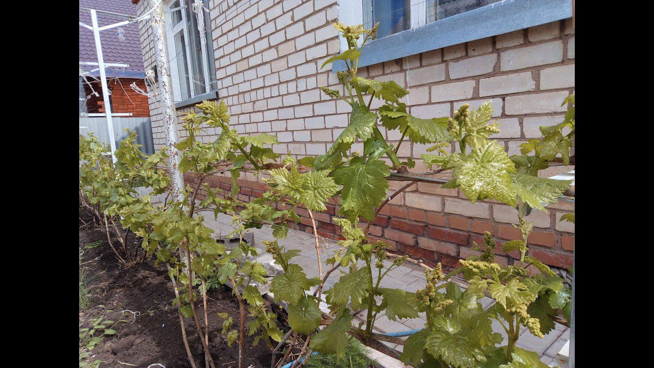 Виноград и заморозки 9 мая в Оренбуржье.