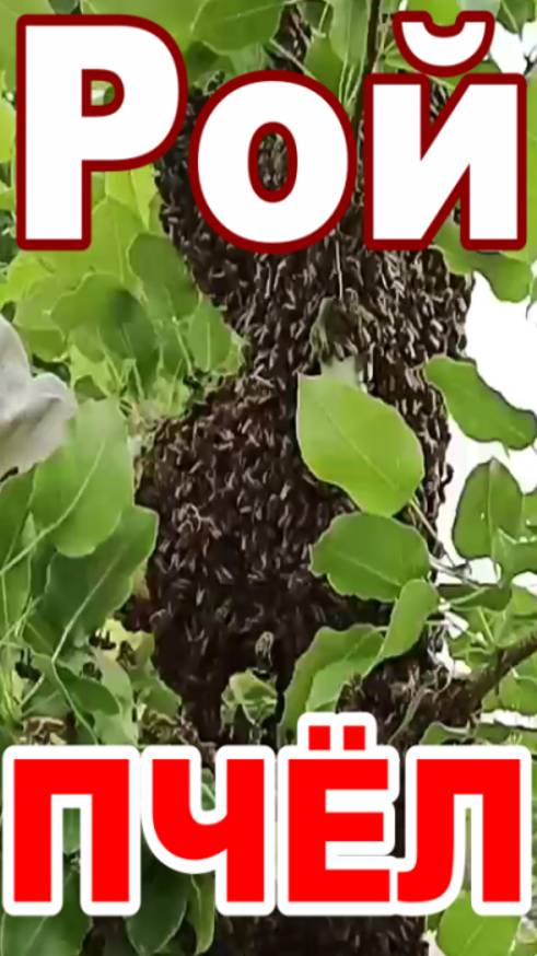 Бродячий РОЙ ПЧЁЛ привился  на даче в огороде на грушу ! #shorts