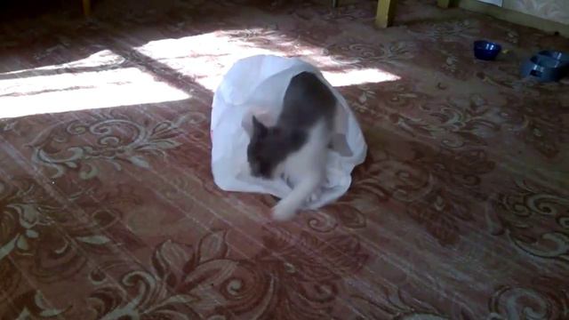 Почему коты любят пакеты?