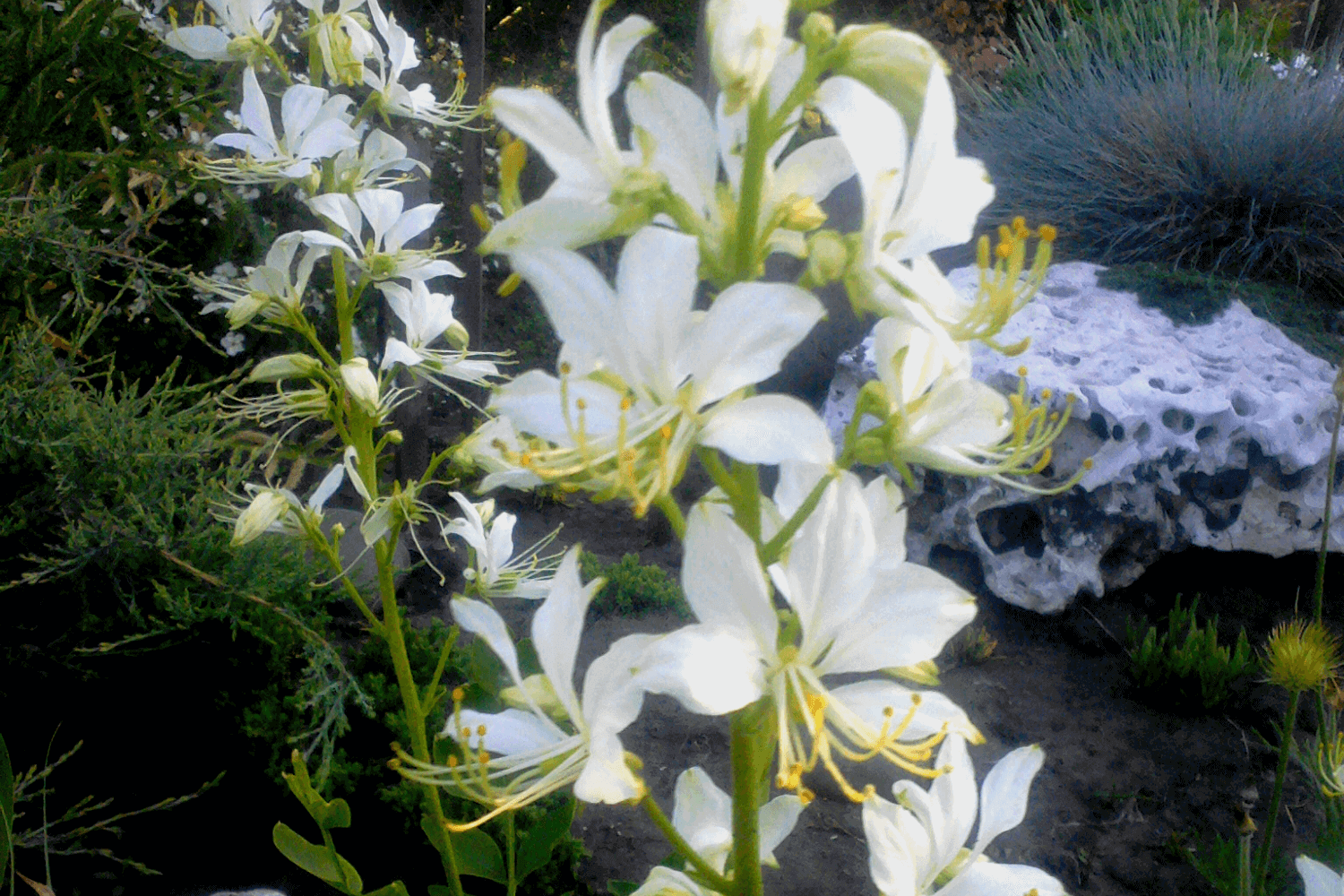 Ясенец, неопалимая купина. Цветение, семена (Dictamnus)