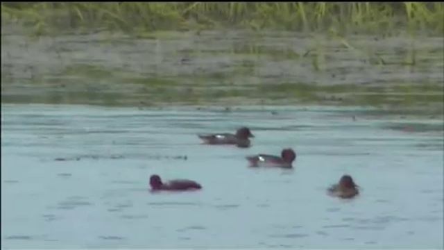 Озёрные пейзажи- фильм 4. Утки на озере