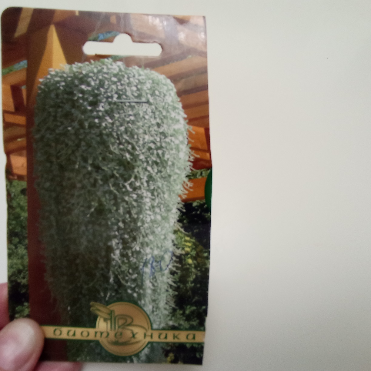 ДИХОНДРА ПИКИРОВКА.#дихондра#дихондрапикировка#дихондрарассада#дихондравыращивание#дихондраизсемян#