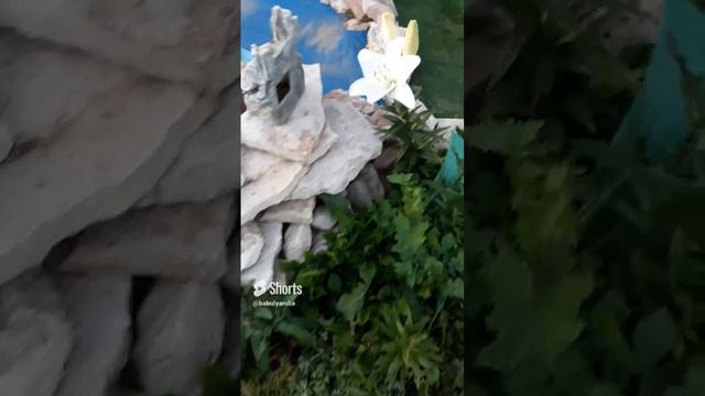 Белые лилии - любимые цветы! #garden #flowers #дача #сад