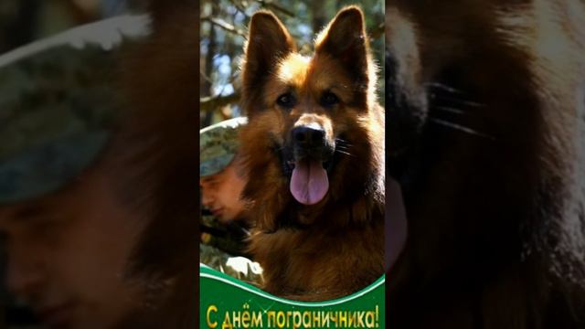 С Днём пограничника! #28мая #красивоепоздравление #shorts