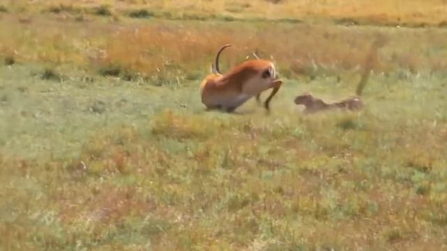 Нарезка неудачной охоты хищников в дикой природе