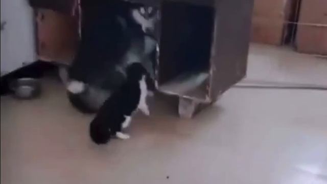 Кто в доме хозяин?