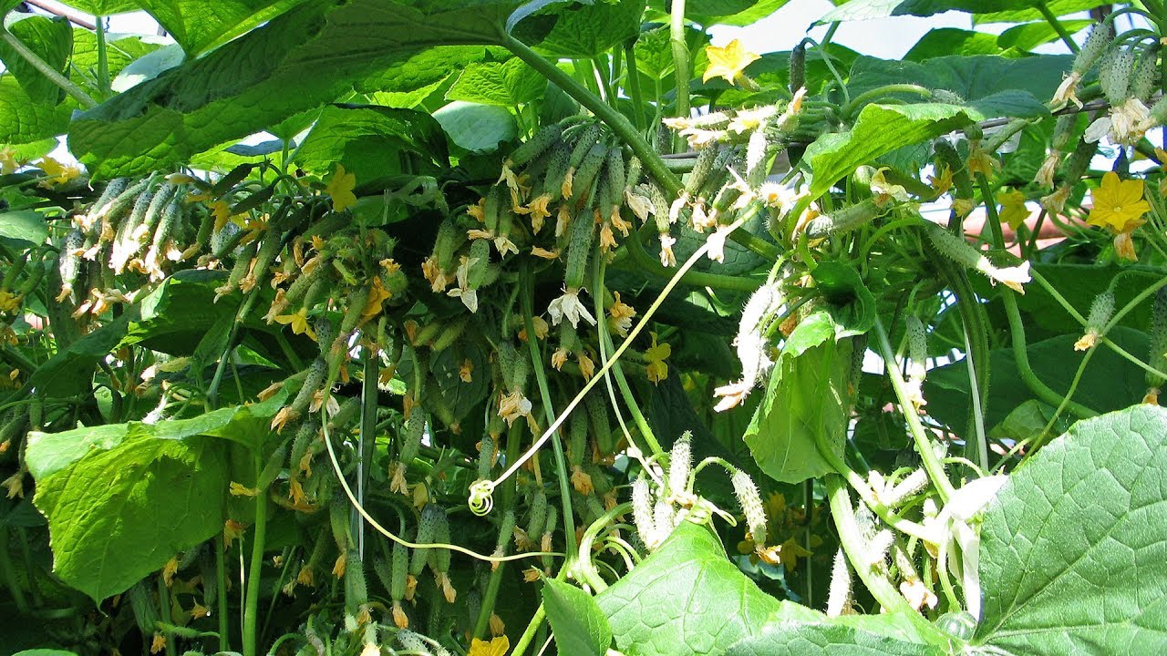 Супер подкормка для бешенного урожая огурцов