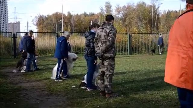Южнорусская овчарка Фрагменты дрессировки по ОКД.