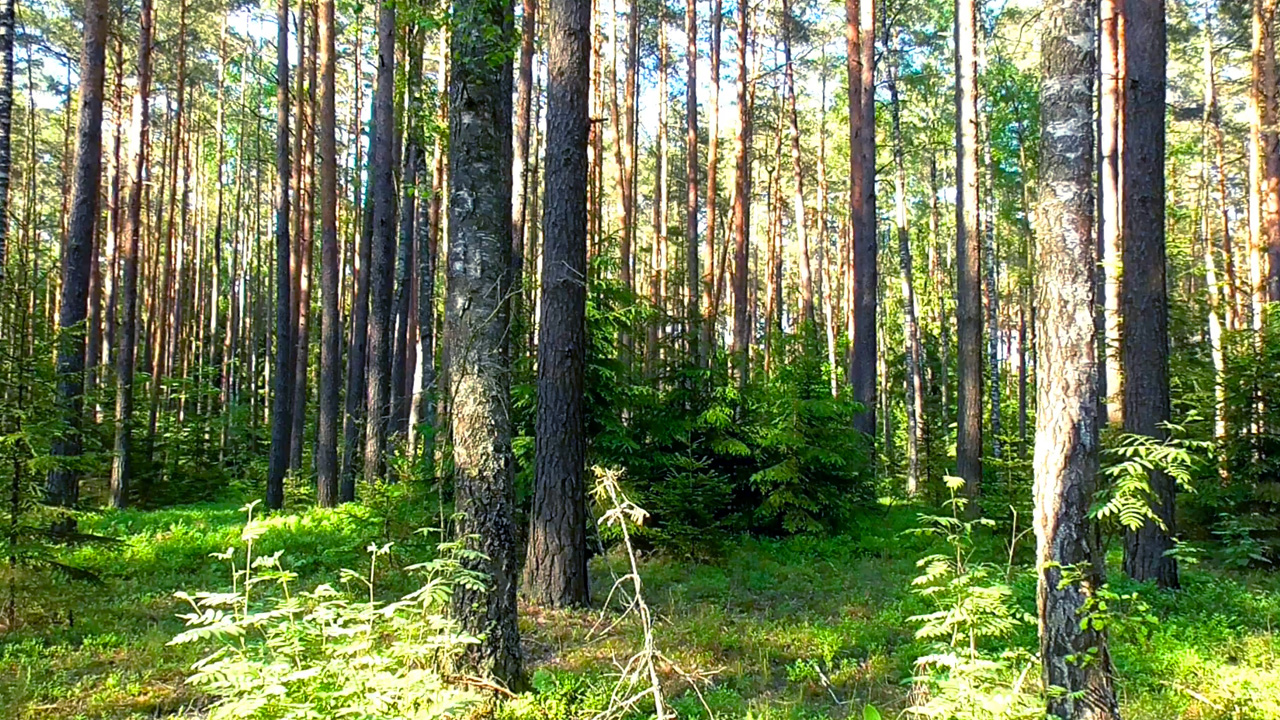 Пейзажи лета: вечер в сосновом бору. Звуки живой природы.
