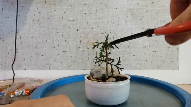 Туя, плосковеточник, бонсай маме.