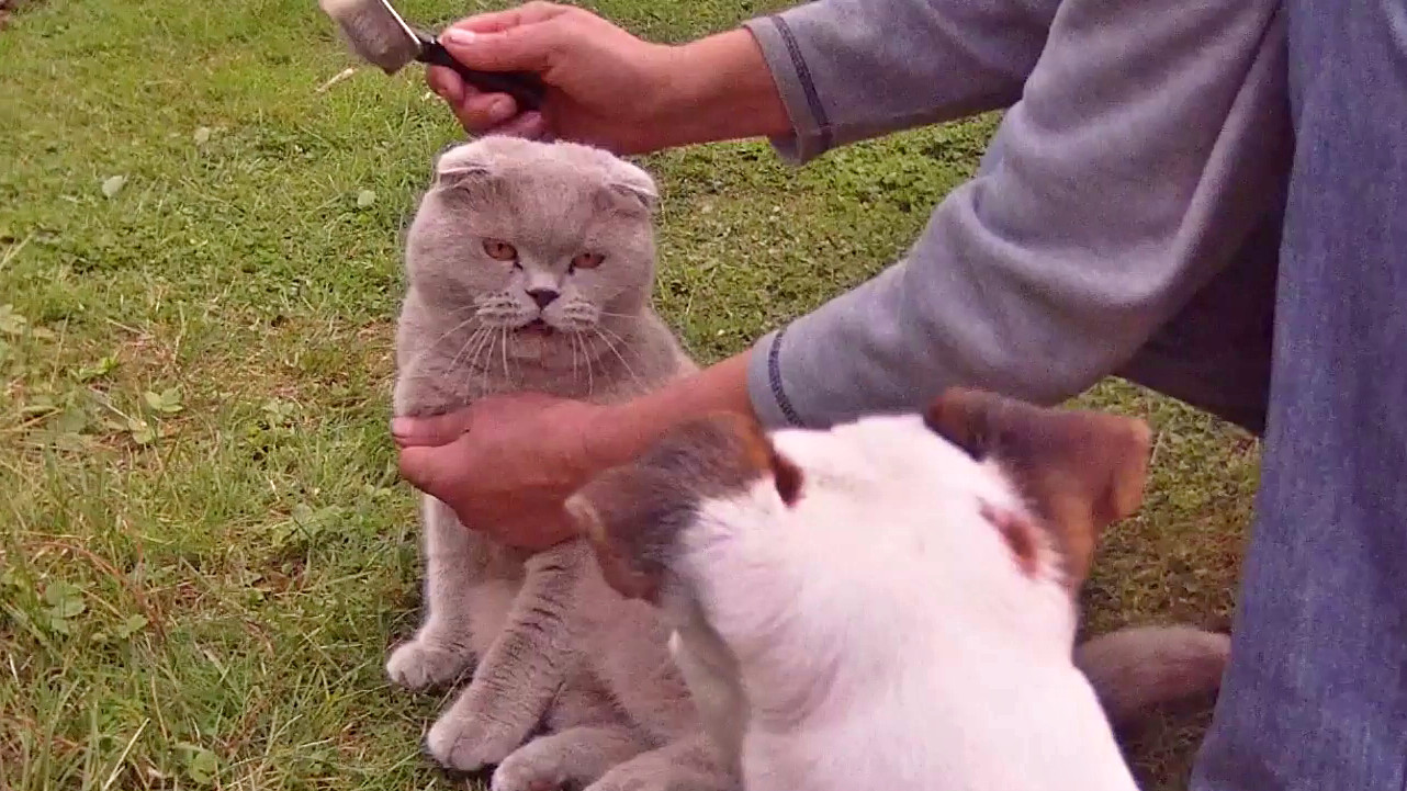 Кошкам не нравится, когда их вычёсывают перед собакой